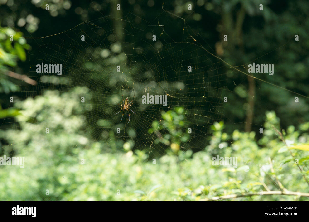 A view of a cobweb in Western Uganda Africa Stock Photo - Alamy