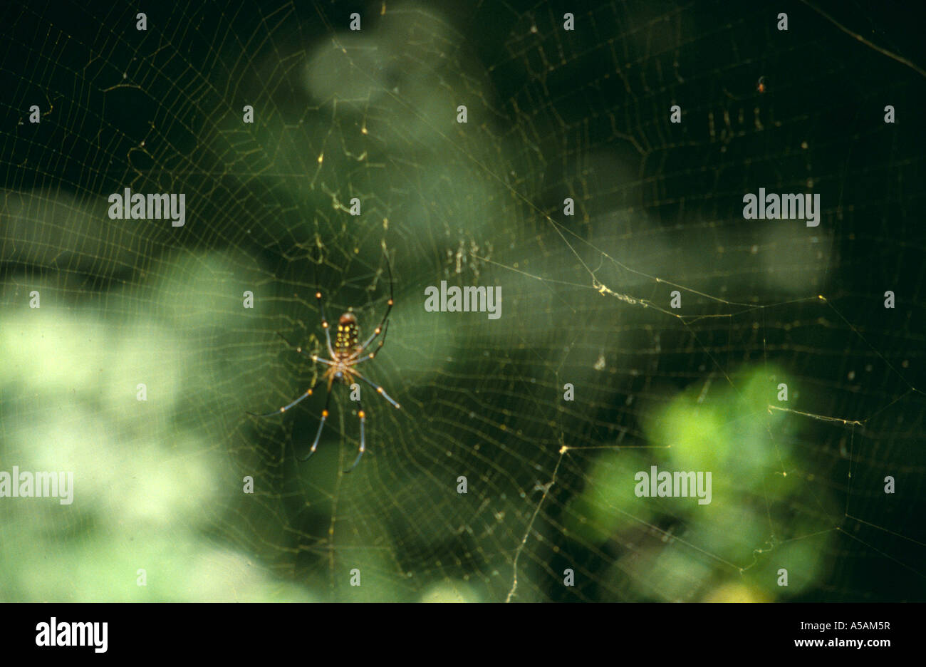 A close up of a spider in its cobweb in Western Uganda Africa Stock ...
