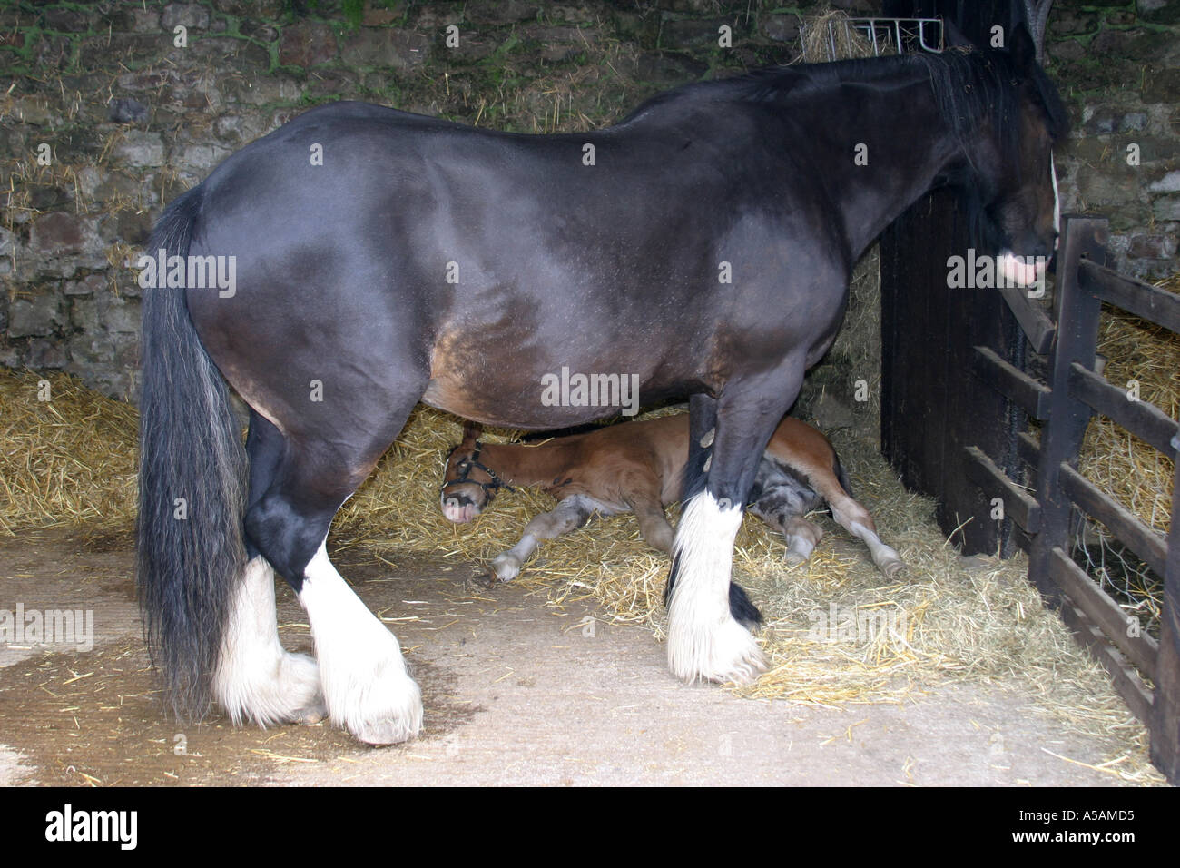Female shire horse in stable with foal Stock Photo - Alamy