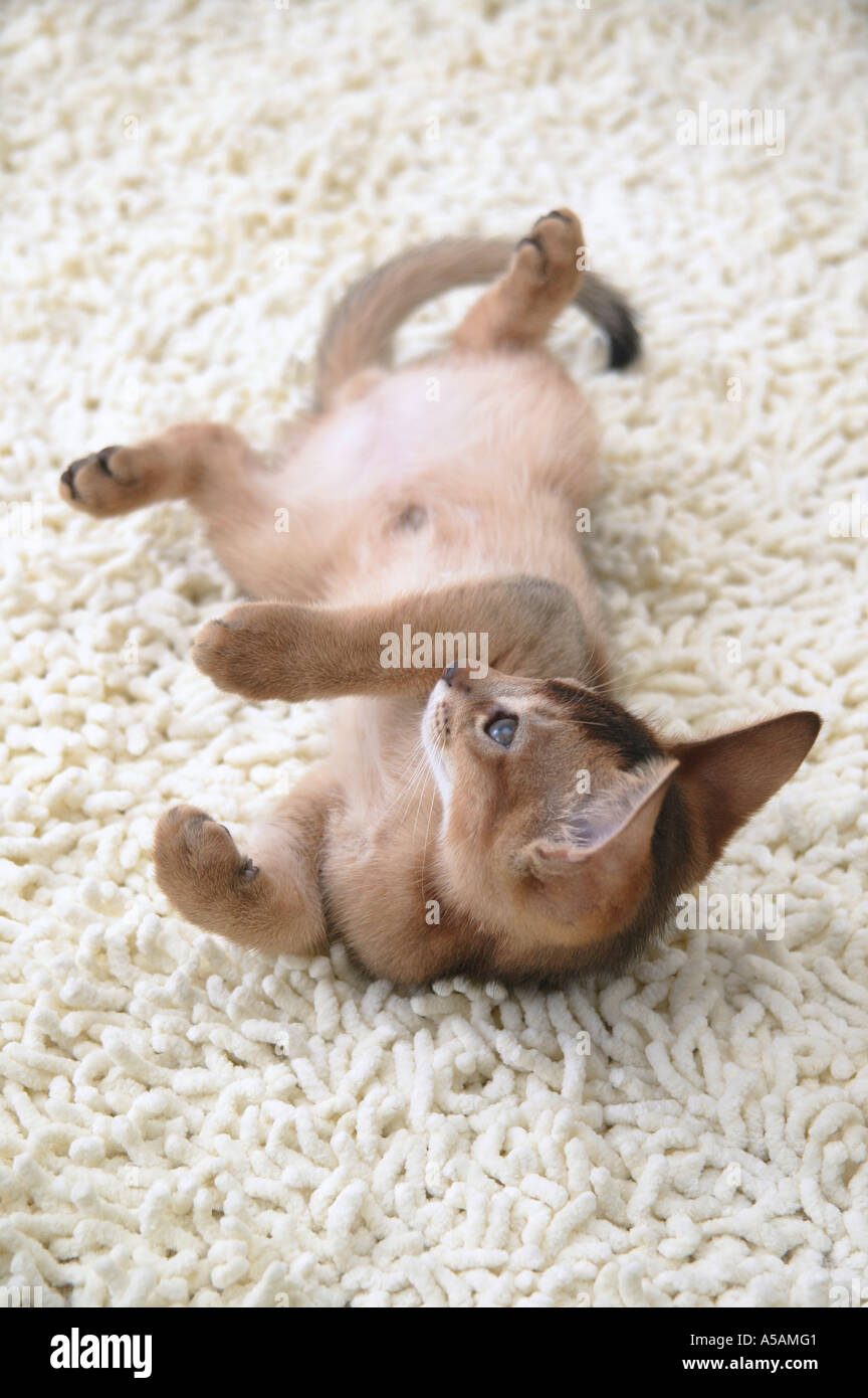 Abyssinian cat lying on its back Stock Photo - Alamy