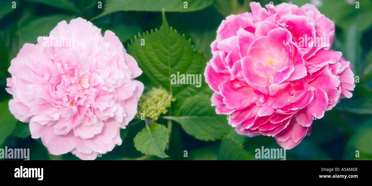 Two Peony Flowers Stock Photo - Alamy