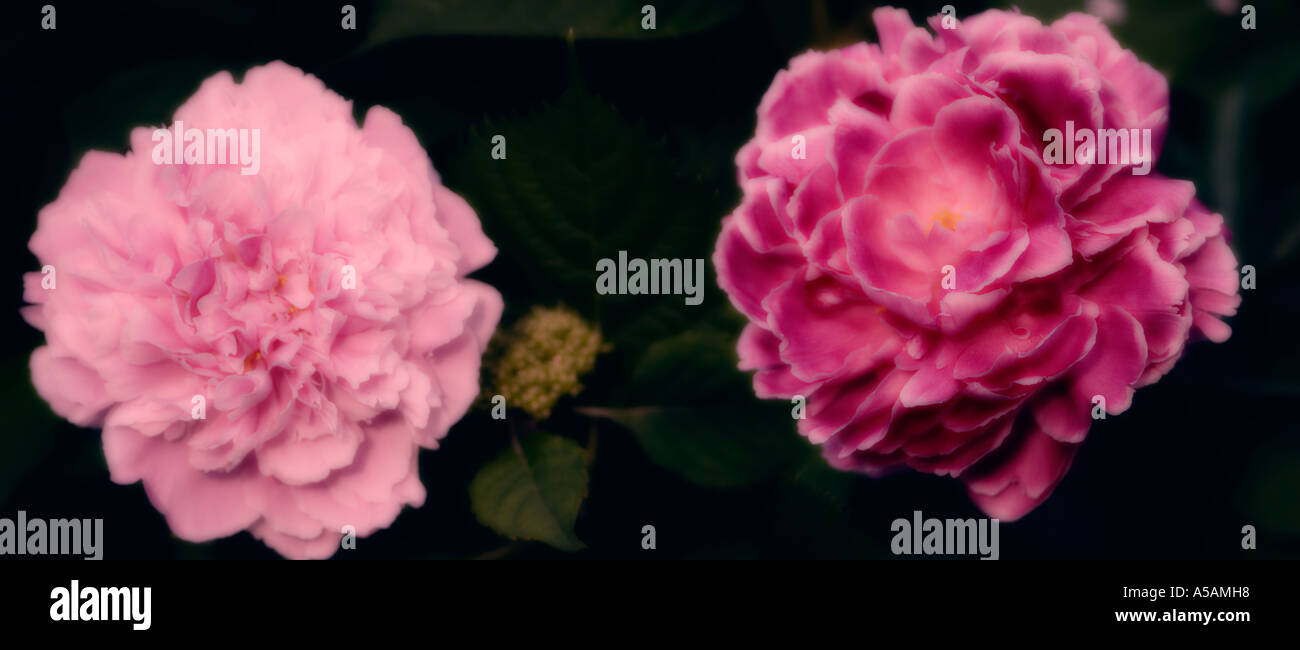 Two Peony Flowers Stock Photo - Alamy