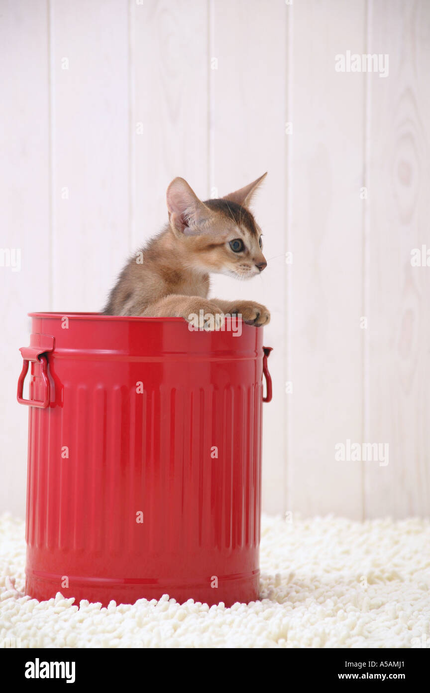 Abyssinian cat in a bucket Stock Photo - Alamy
