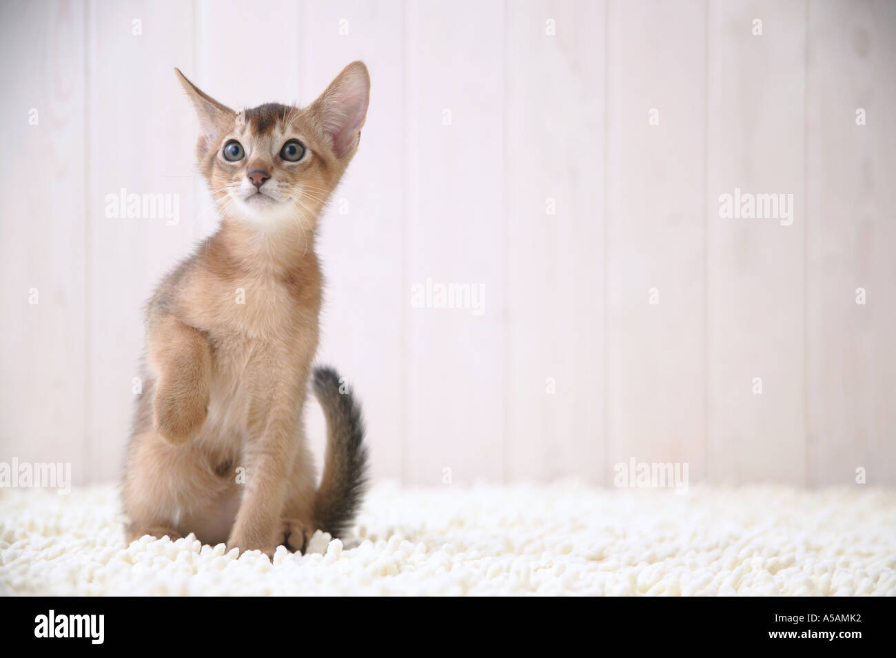 Abyssinian cat sitting Stock Photo - Alamy