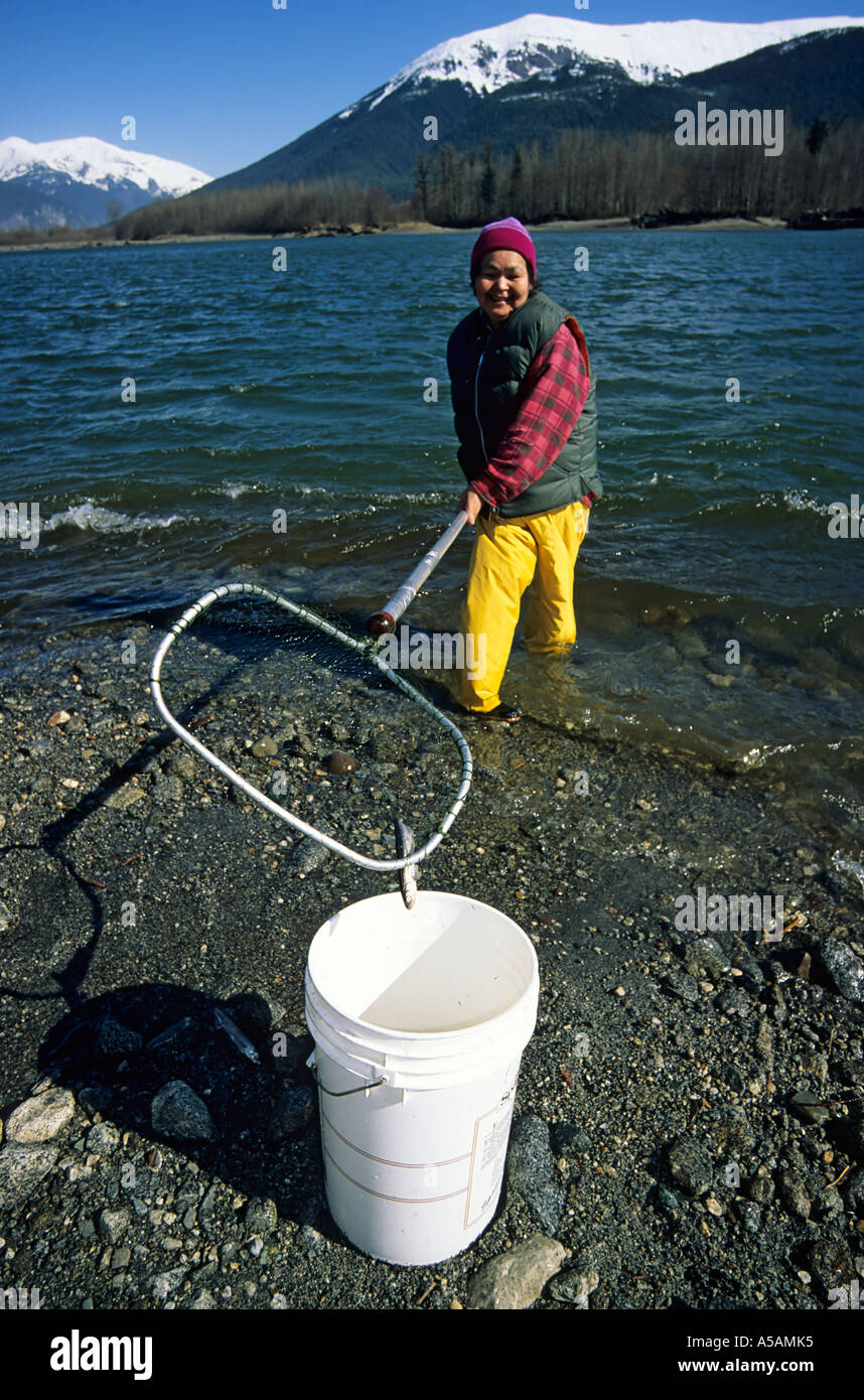 First Nations lady catching oolichan lower Skeena River British ...