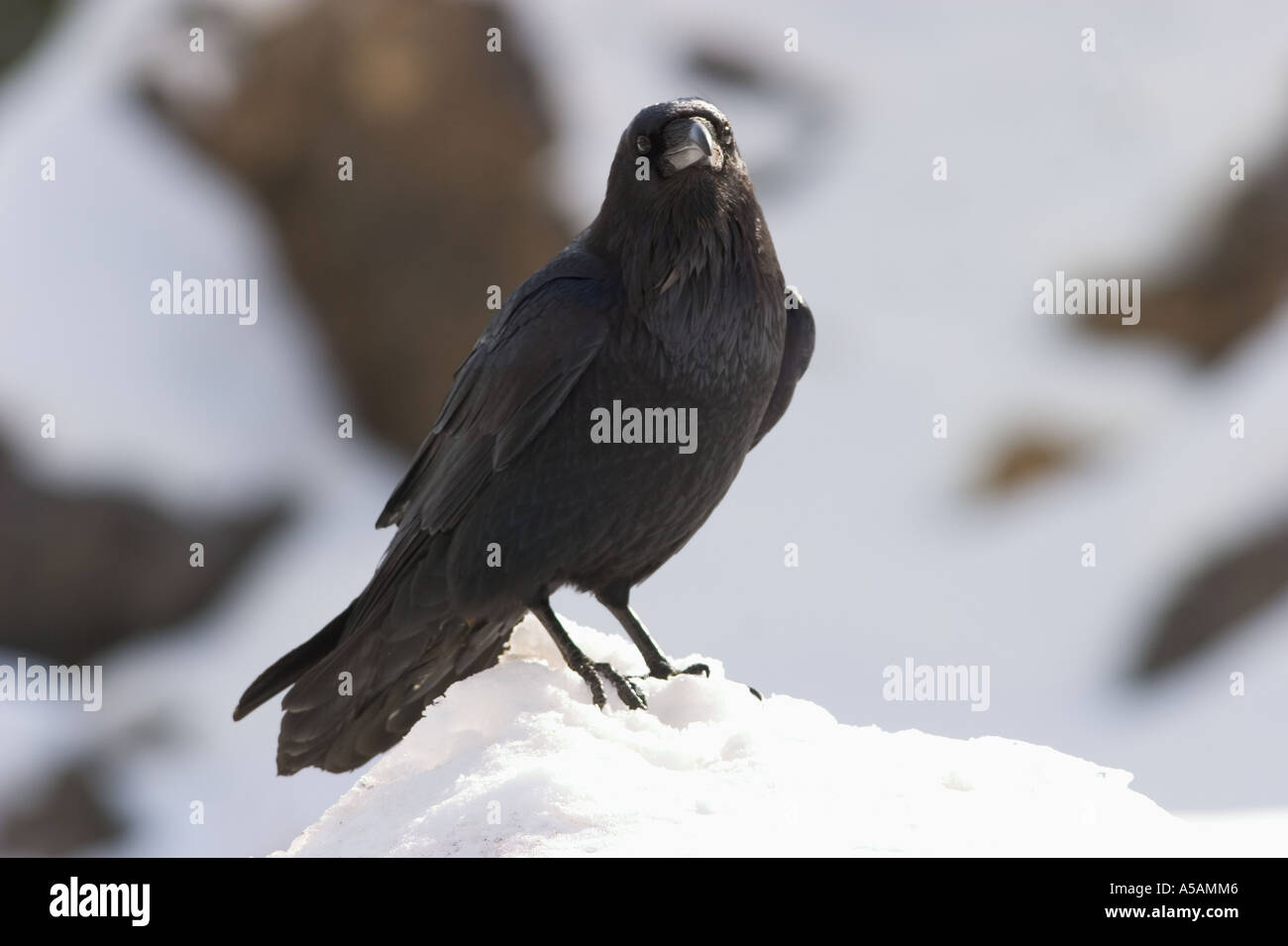 Raven canada winter not crow hi-res stock photography and images - Alamy