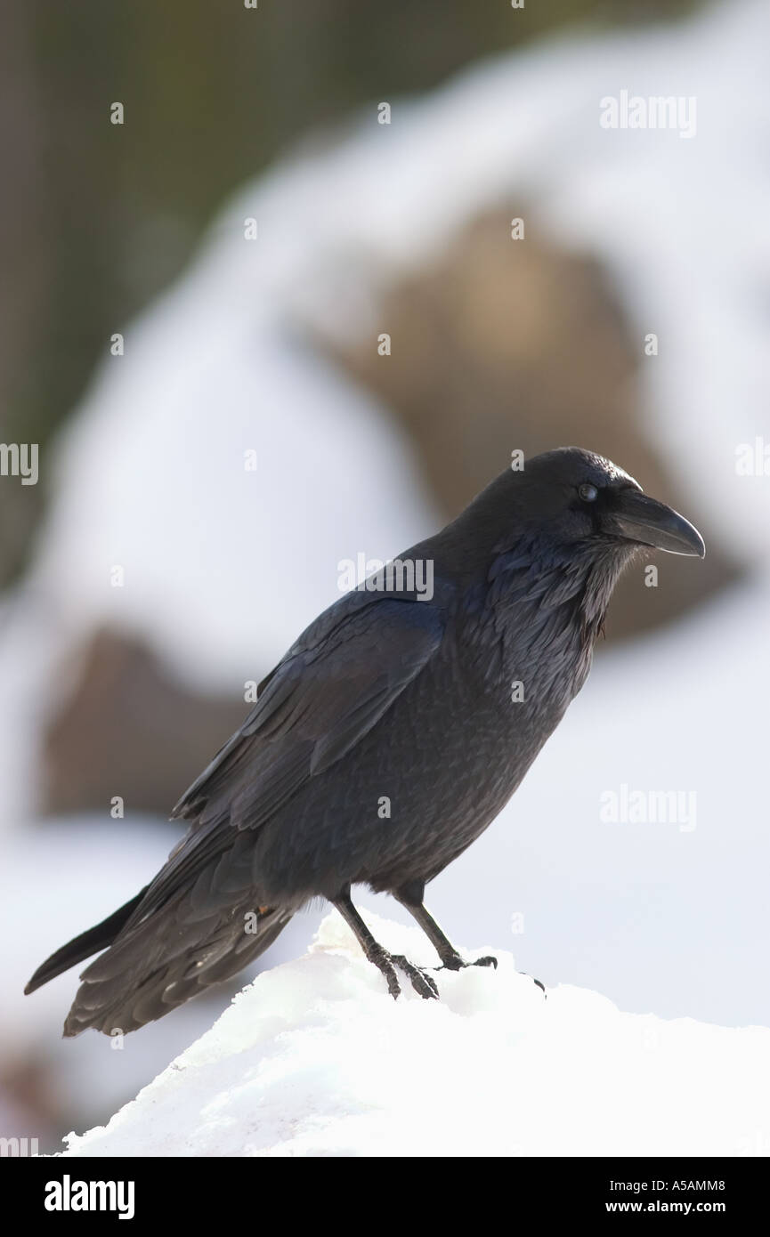 Raven canada winter not crow hi-res stock photography and images - Alamy