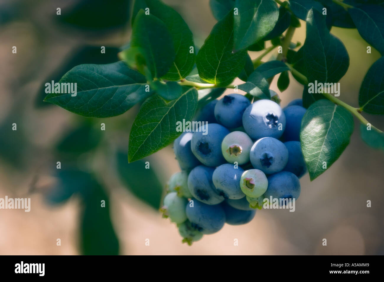 Cluster ripe blueberries fruits hi-res stock photography and images - Alamy