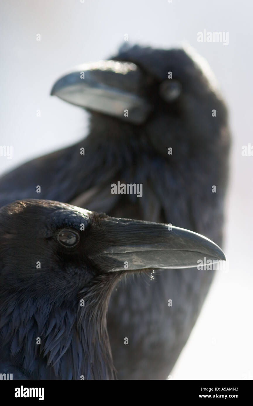Pair of ravens Stock Photo - Alamy