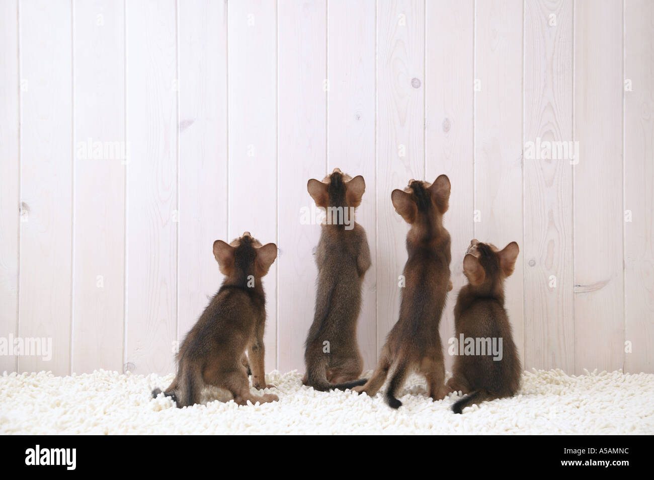 Four cats looking up hi-res stock photography and images - Alamy