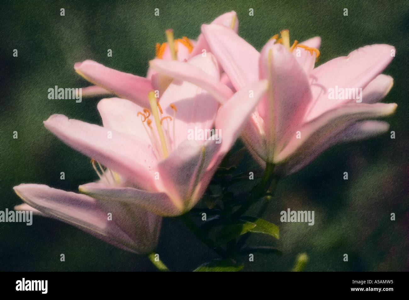 Pink Garden lilies in bloom Stock Photo - Alamy
