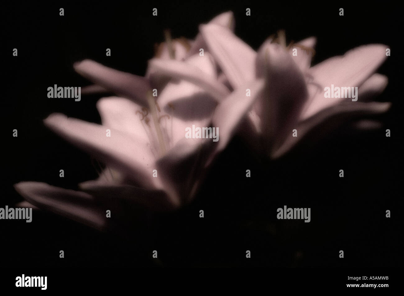 Orientpet lilies hi-res stock photography and images - Alamy