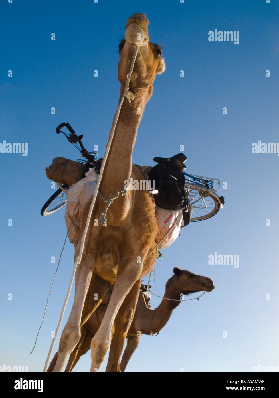 Two camels hi-res stock photography and images - Alamy