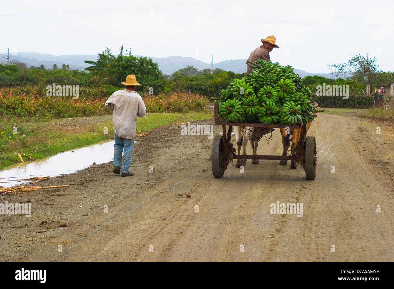 Banana farmers Gibara Cuba Stock Photo - Alamy