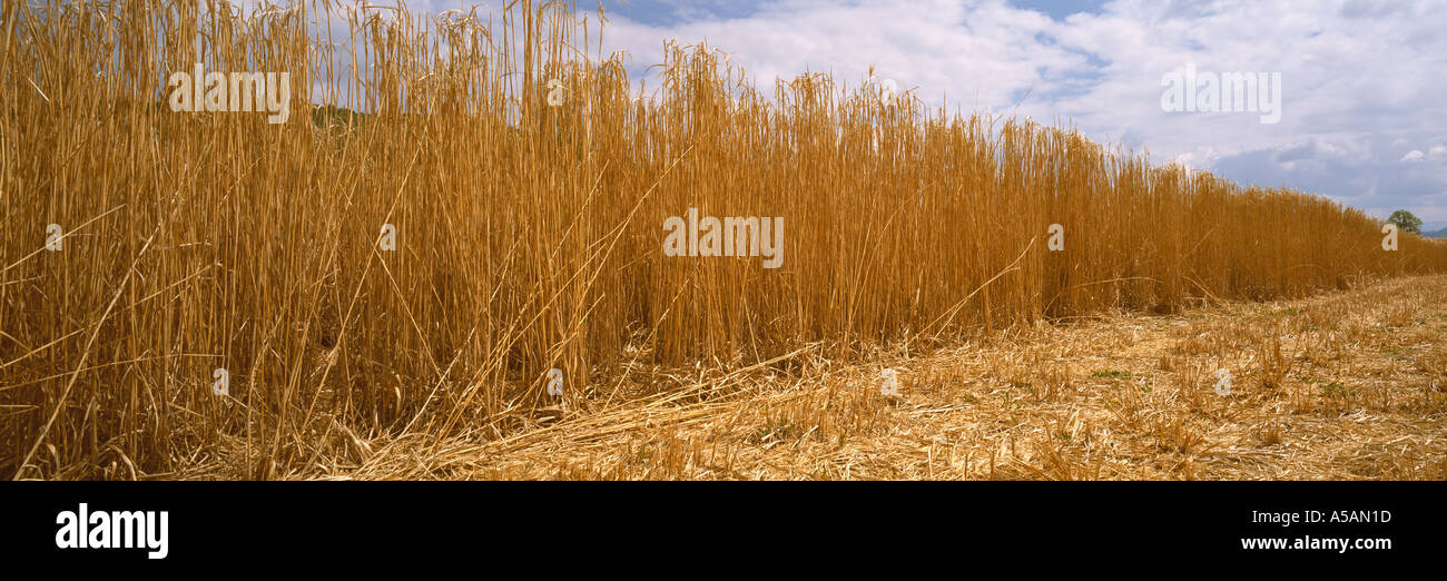 Panoramic view corn field hi-res stock photography and images - Alamy