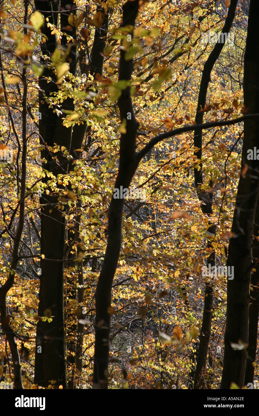 Sunlight on leaves trees hi-res stock photography and images - Alamy