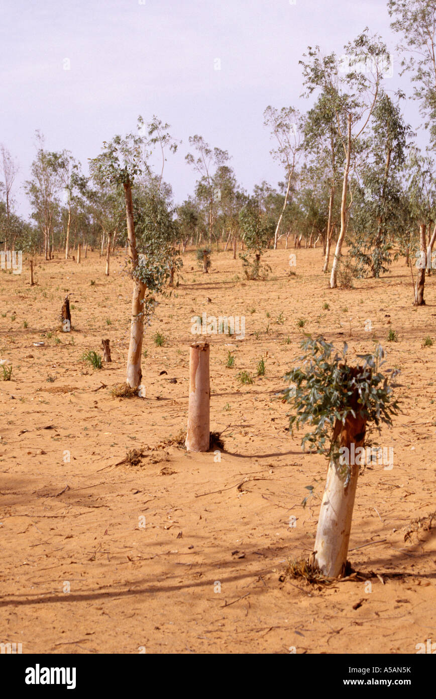 Near Niamey, Niger. Reforestation Plot, to reverse deforestation Stock ...