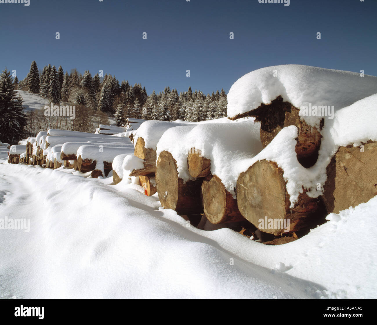 Winter scene of a field full of logs covered in snow Stock Photo - Alamy
