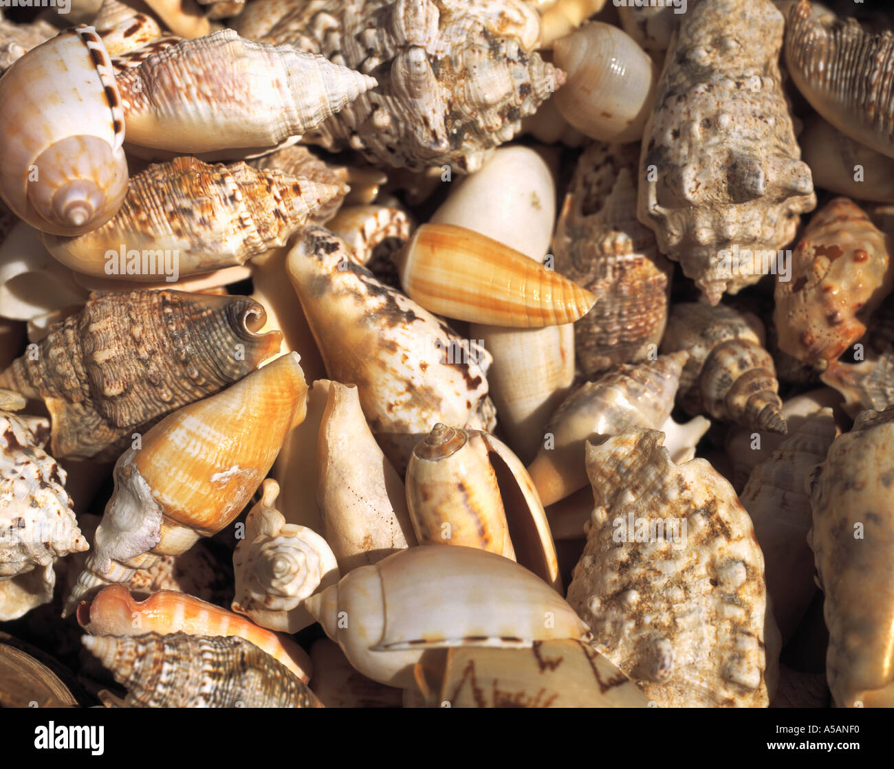 Conche shells hi-res stock photography and images - Alamy