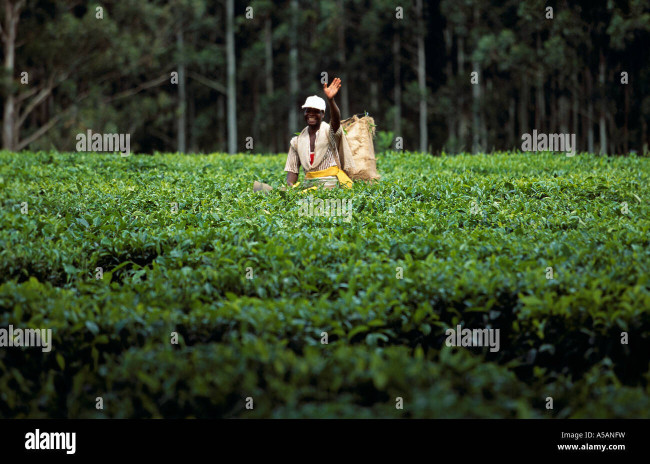 Worker waving at tea plantation, Malawi, Africa Stock Photo - Alamy