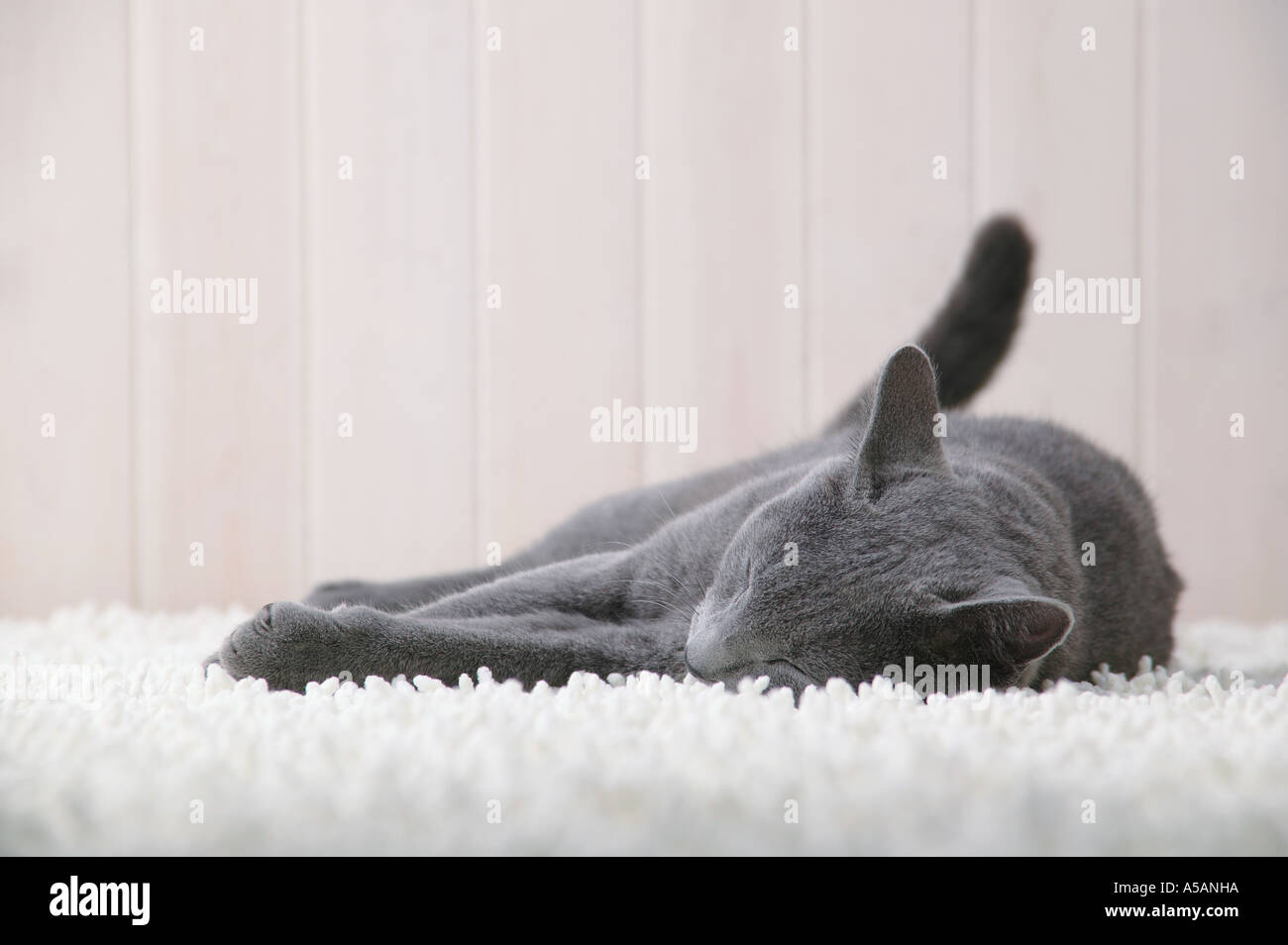 Russian blue cat sleeping Stock Photo - Alamy