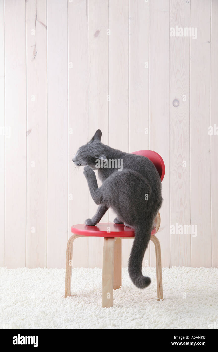 Russian blue cat scratching Stock Photo - Alamy