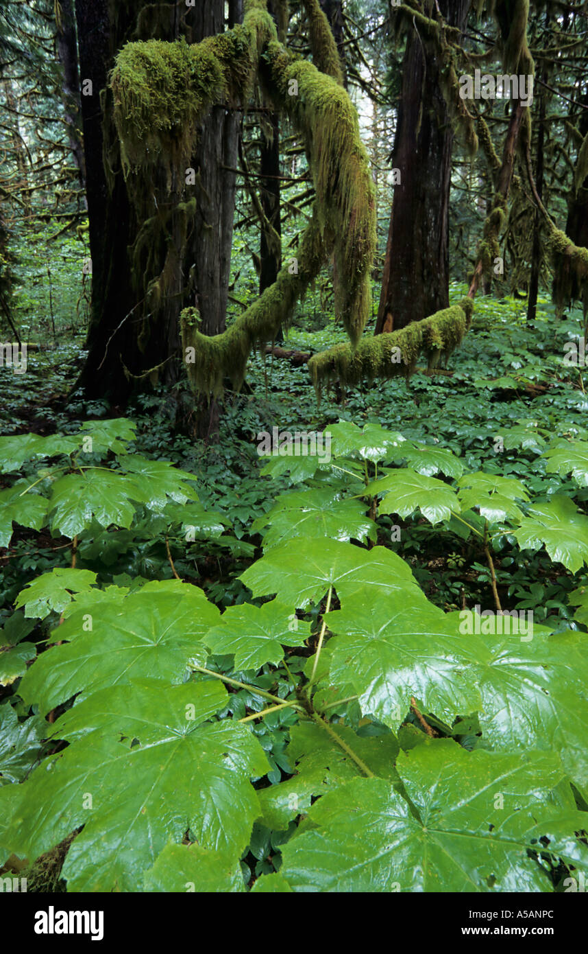 Old growth forest with Devil s Club undergrowth Dean river valley ...