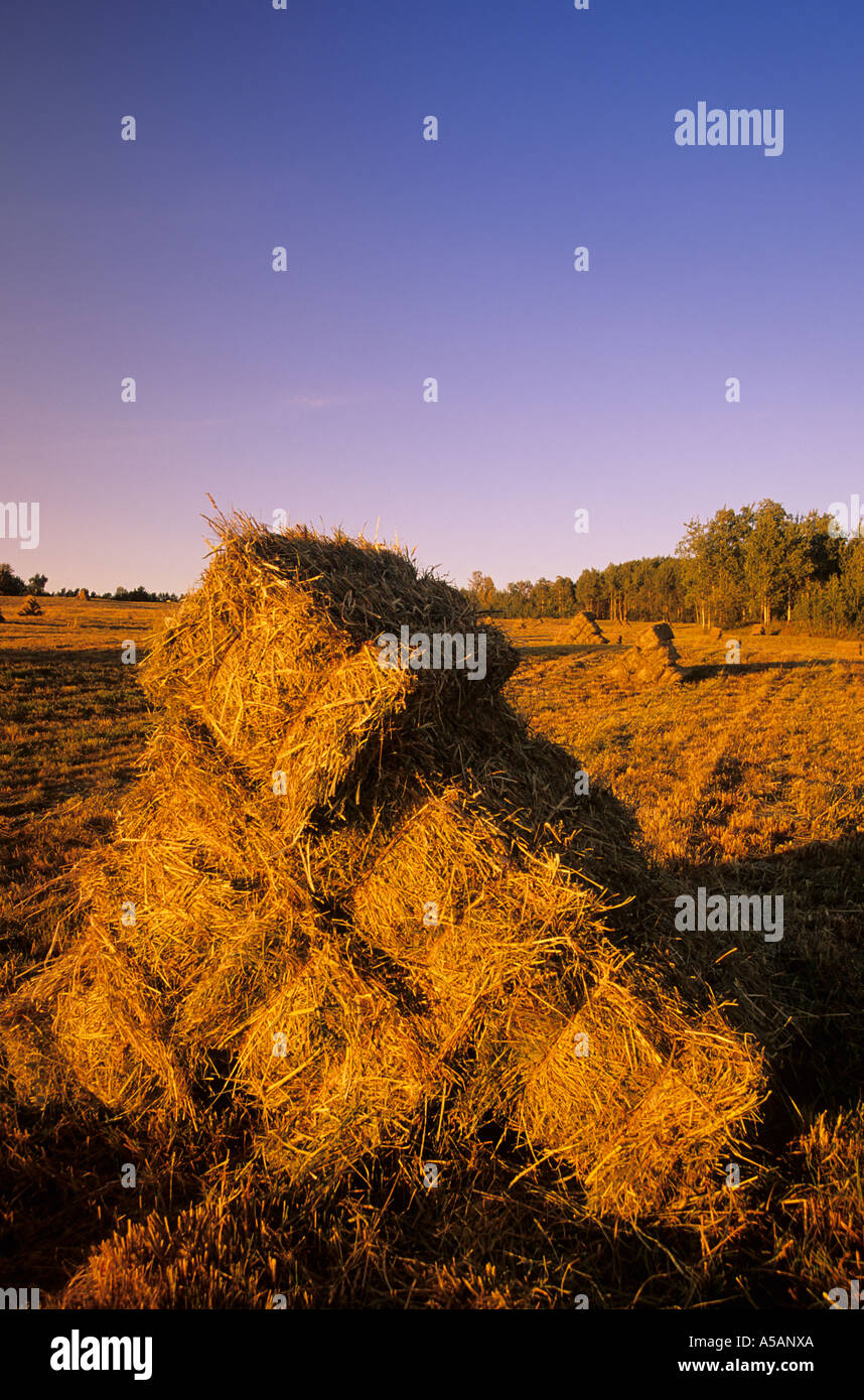 Haybales in field at sunset Smithers British Columbia Stock Photo - Alamy
