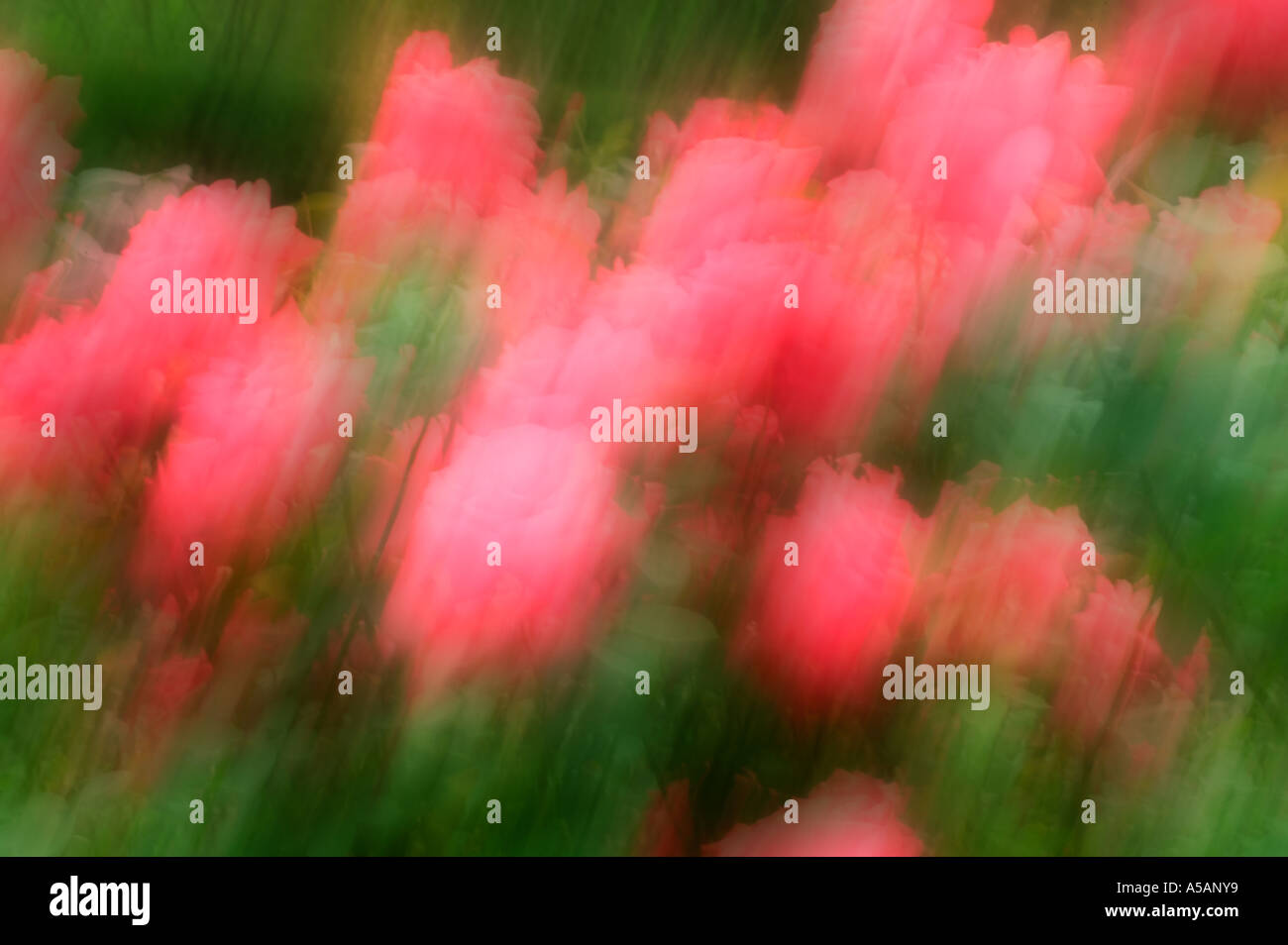 Pink Roses Multiple Exposure Stock Photo - Alamy