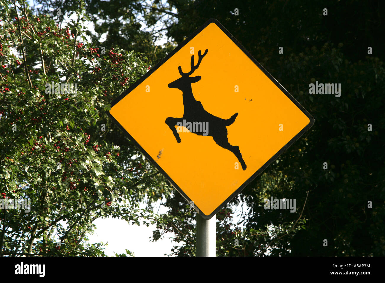 Road sign warning of deer Co Monaghan Ireland Stock Photo - Alamy