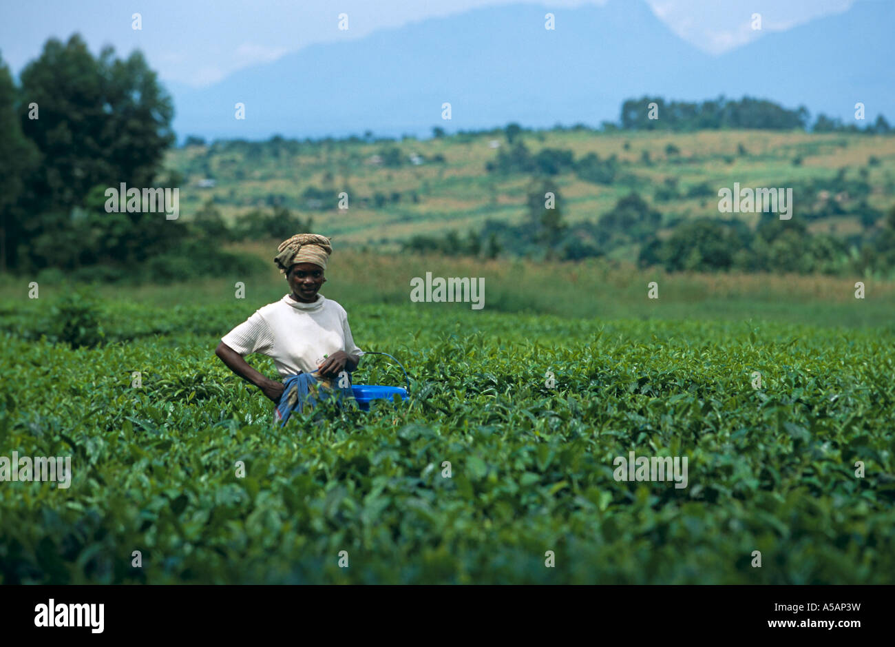 Female worker at tea plantation, Malawi, Africa Stock Photo - Alamy