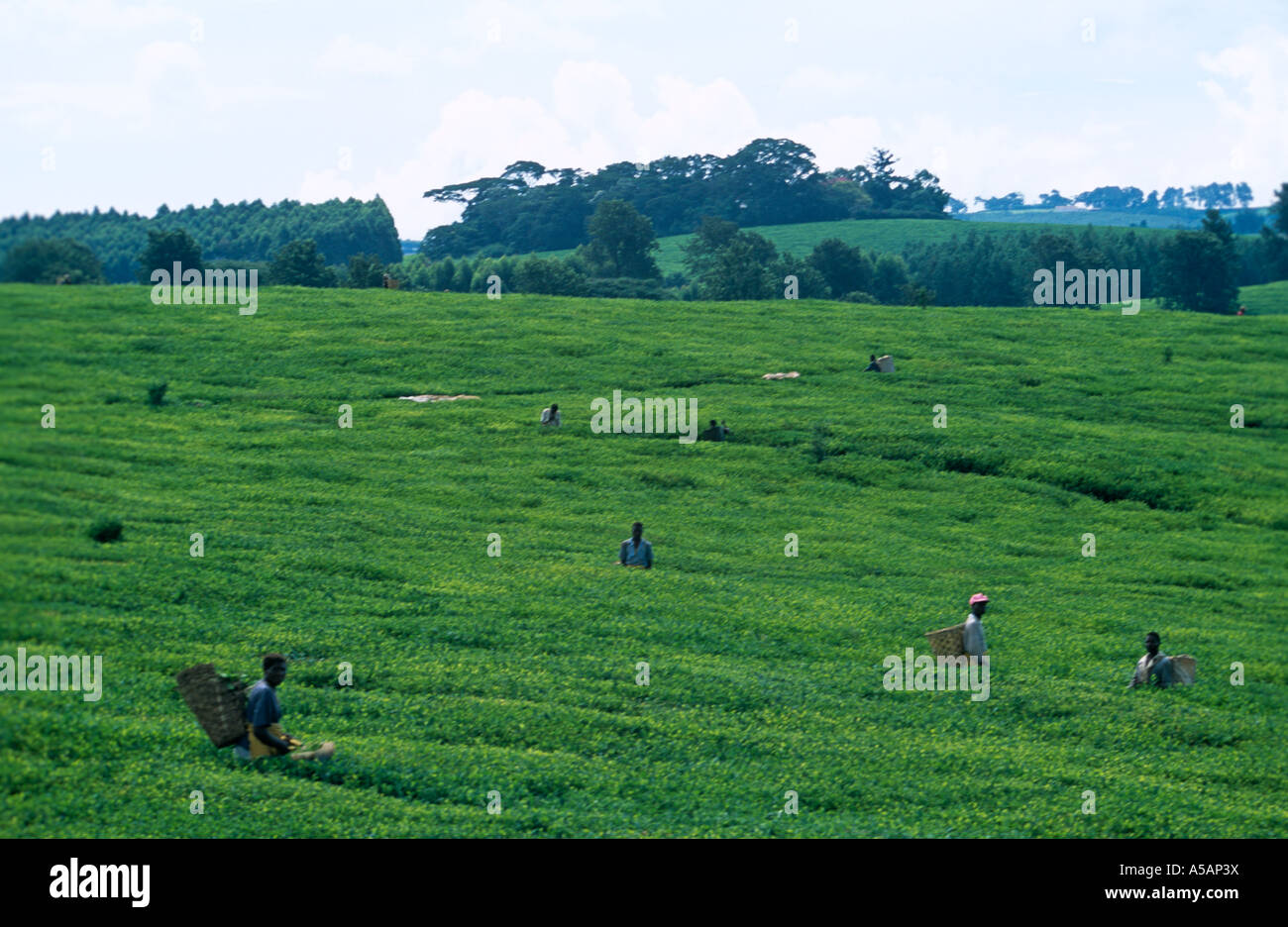 A tea plantation worker in Malawi Africa Stock Photo - Alamy