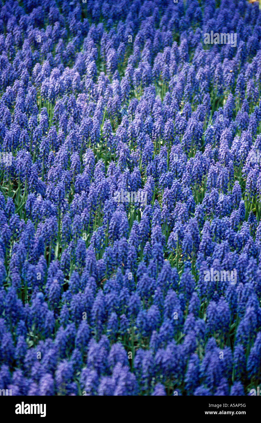 Purple flowers in Holland Stock Photo - Alamy