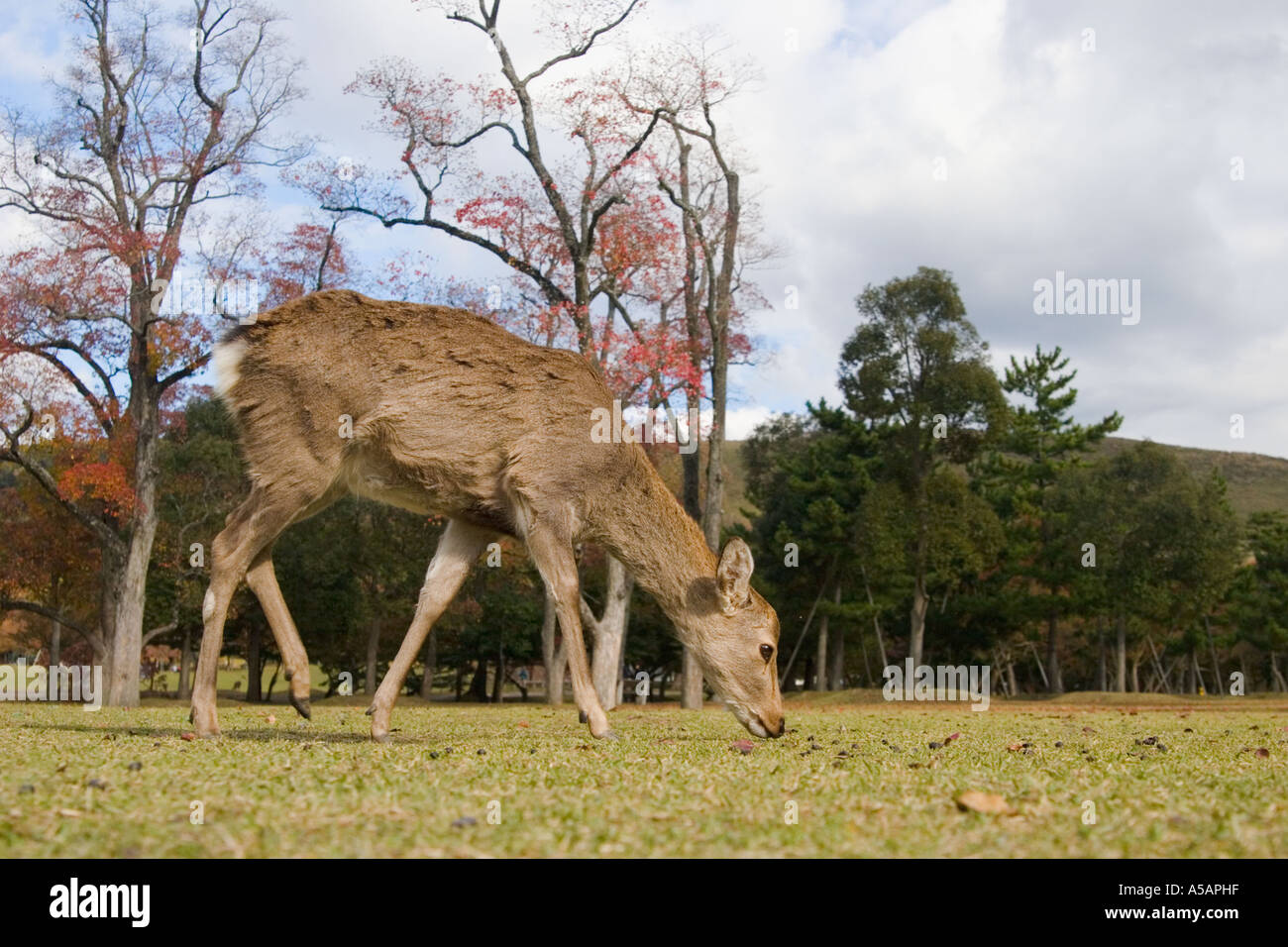 A tame deer in Nara Park during autumn Nara Kansai Region Japan Stock ...