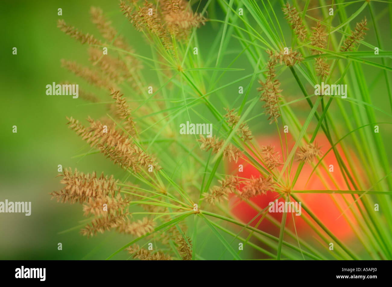 Dwarf papyrus cyperus haspan hi-res stock photography and images - Alamy