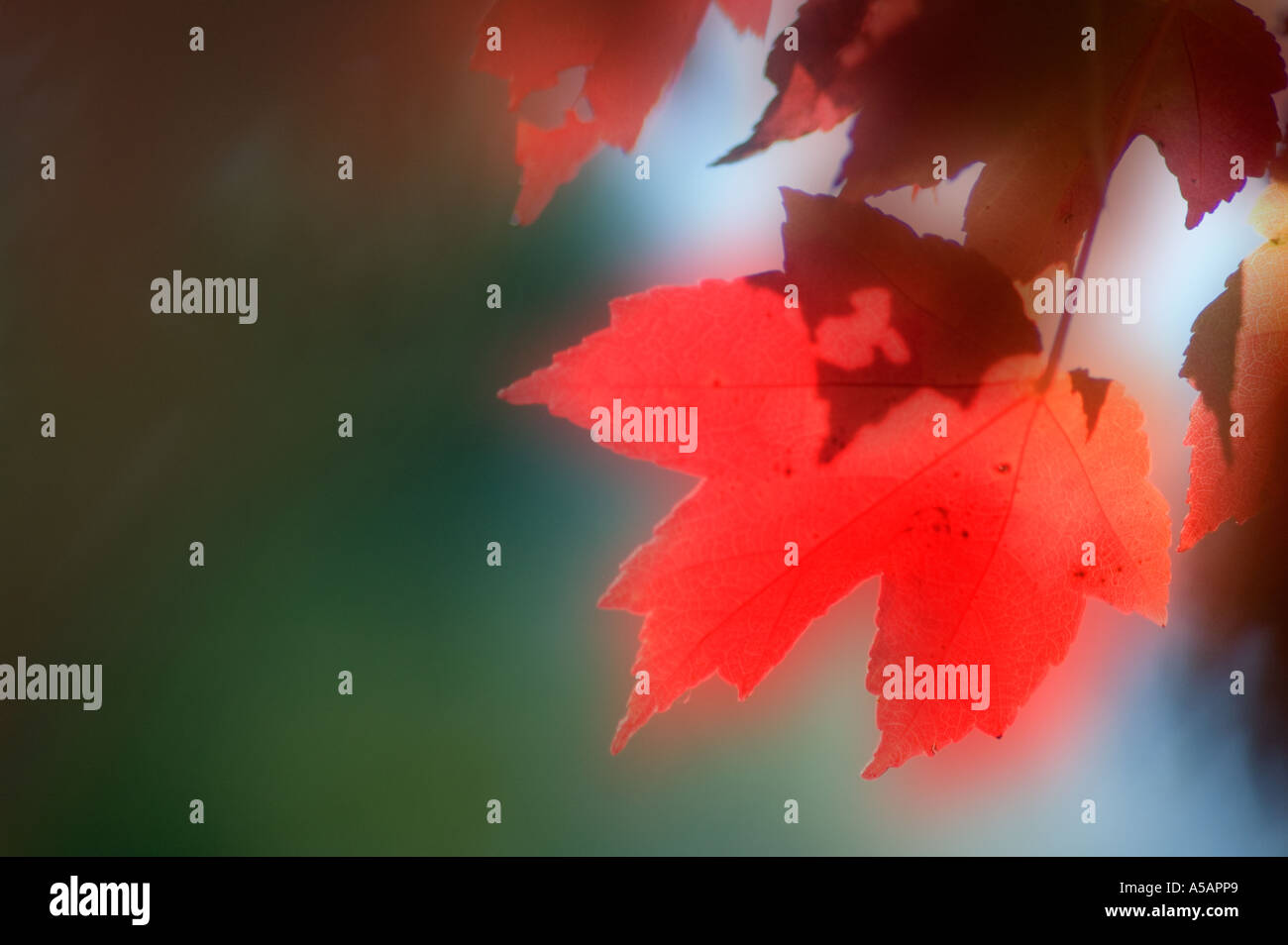 Red Maple Leaf Stock Photo - Alamy