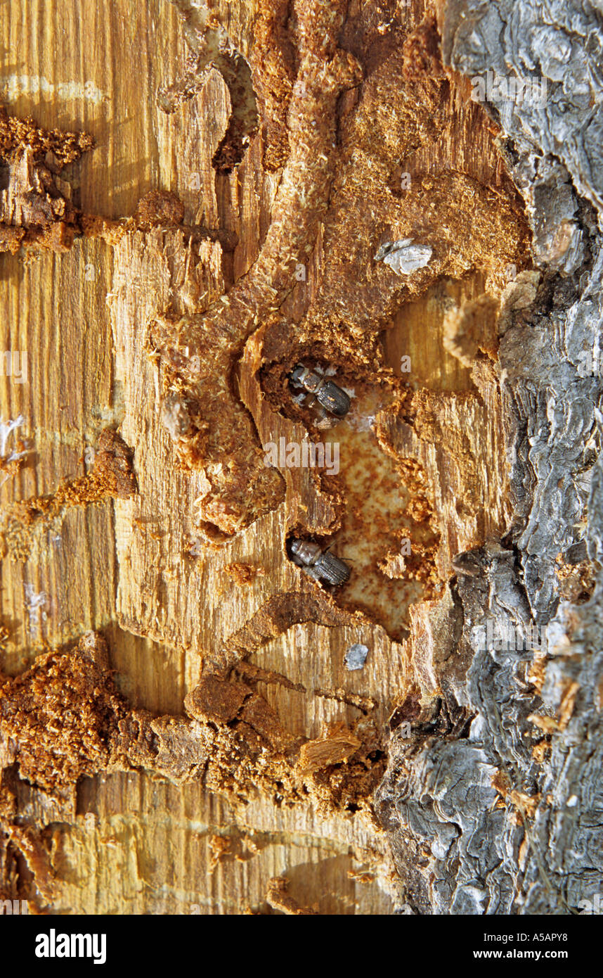 Mountain pine beetle larvae in gallery under bark of pine tree Smithers ...