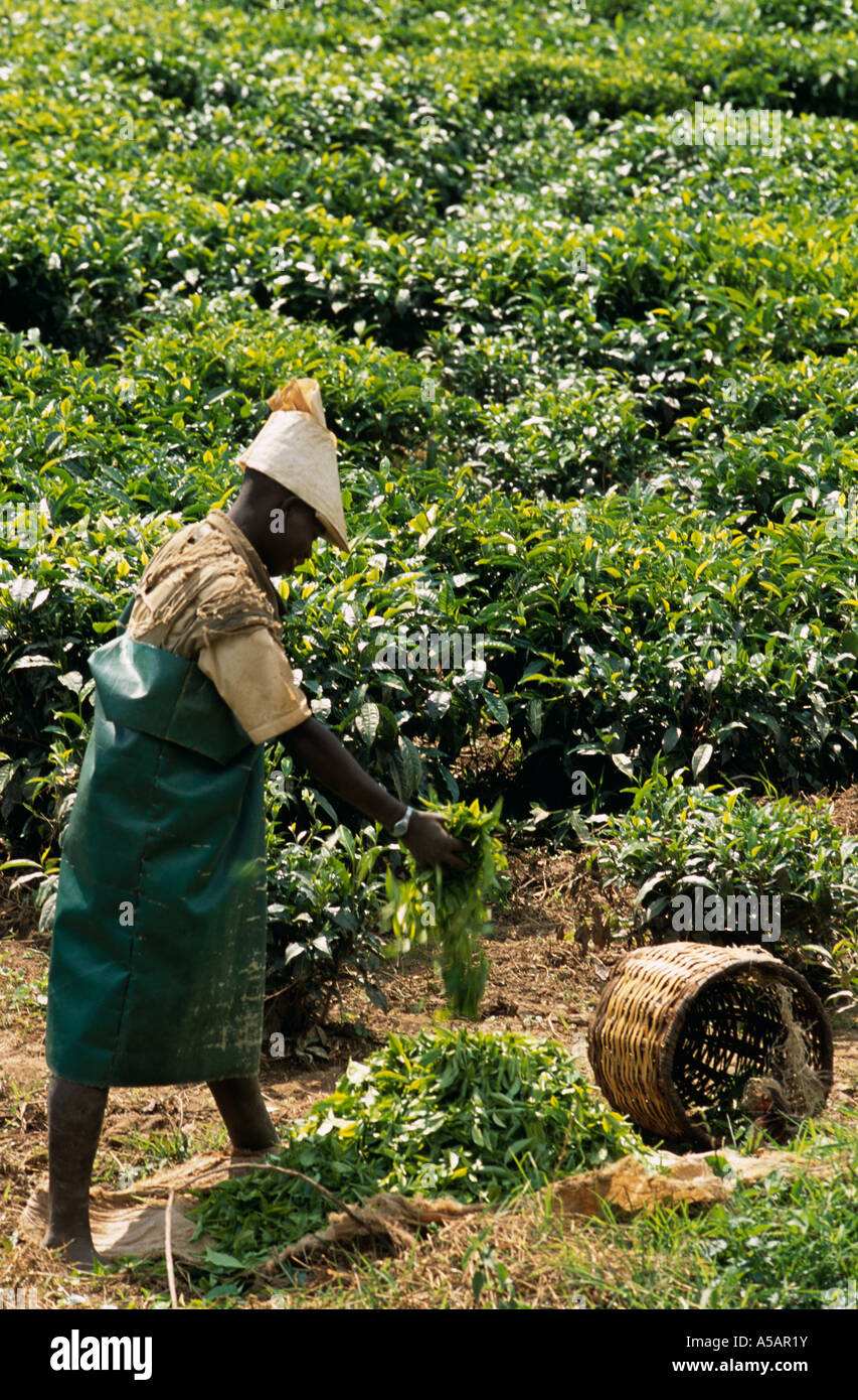 Tea plantations rwanda hi-res stock photography and images - Alamy