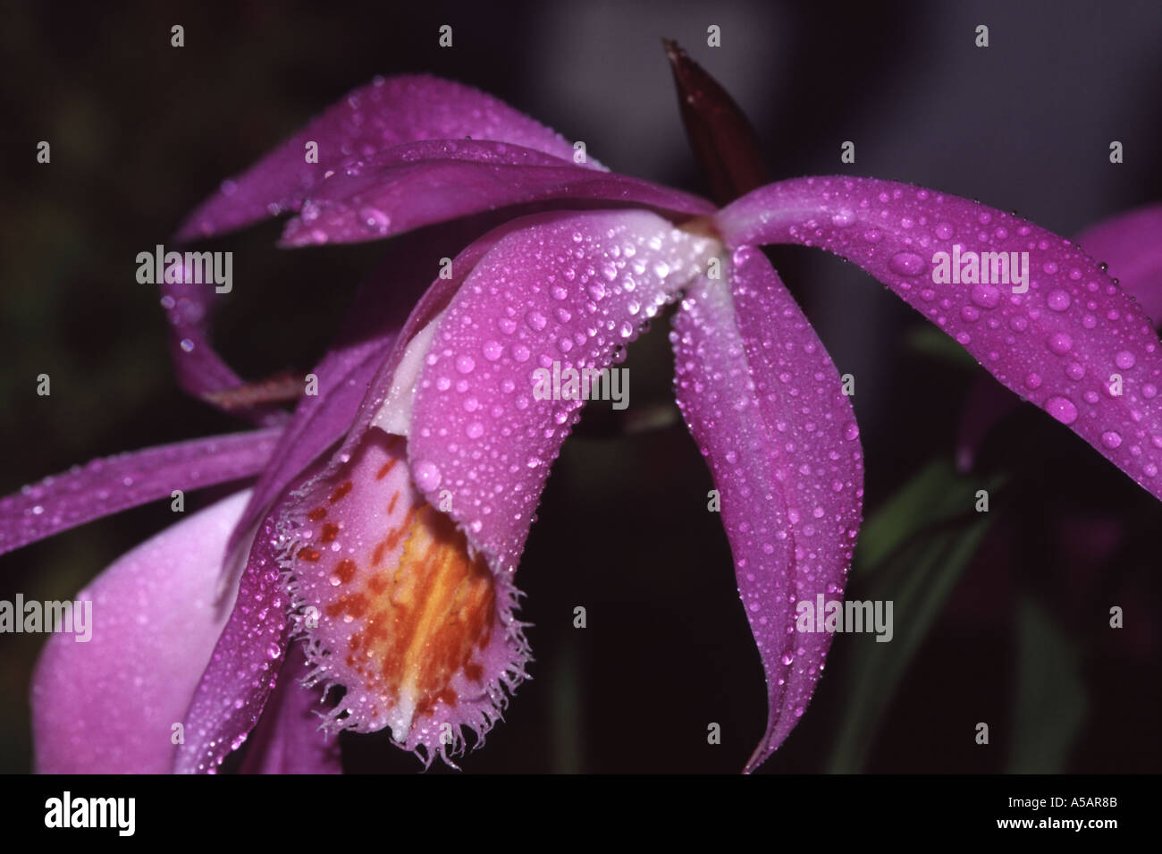 Pleione orchid plant hi-res stock photography and images - Alamy