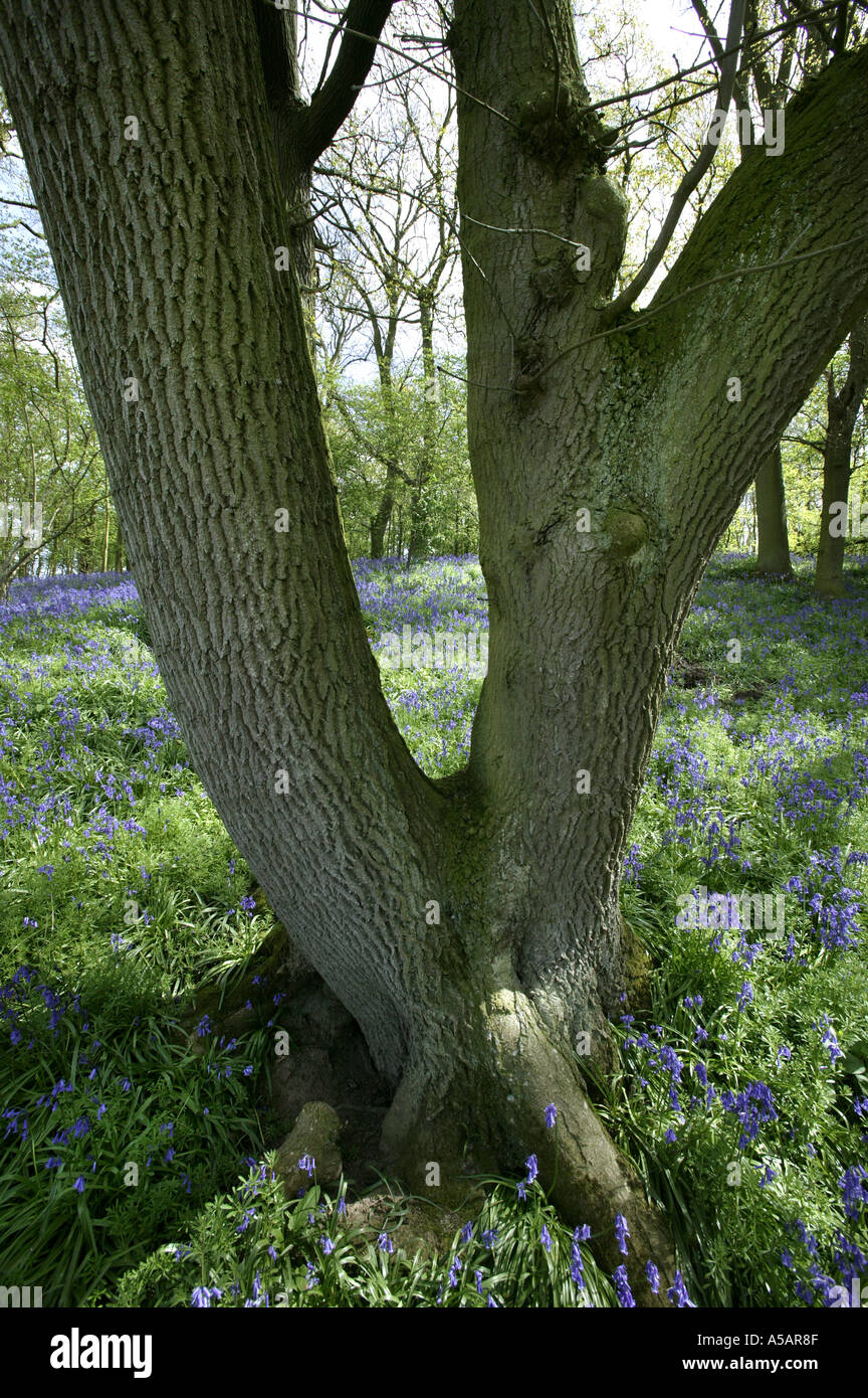 Traditional English Spring flowering Bluebells in a wood at Coughton ...