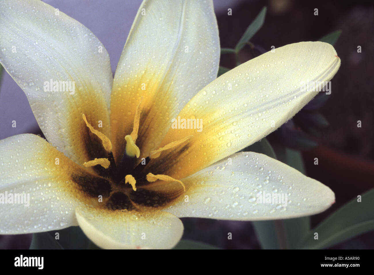 Concerto hi-res stock photography and images - Alamy