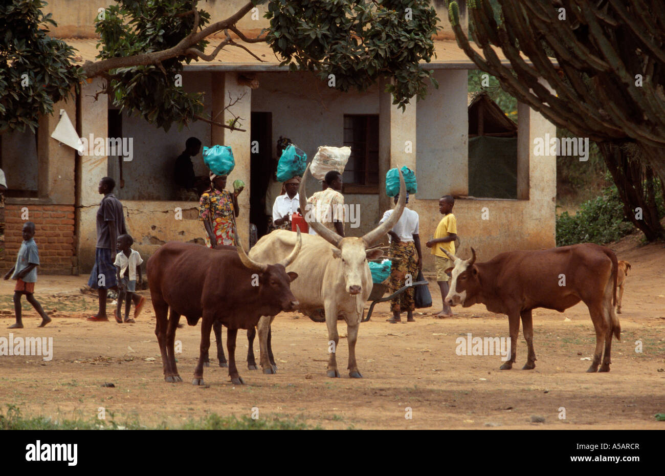 Bulls outside a building in Rwanda Africa Stock Photo - Alamy