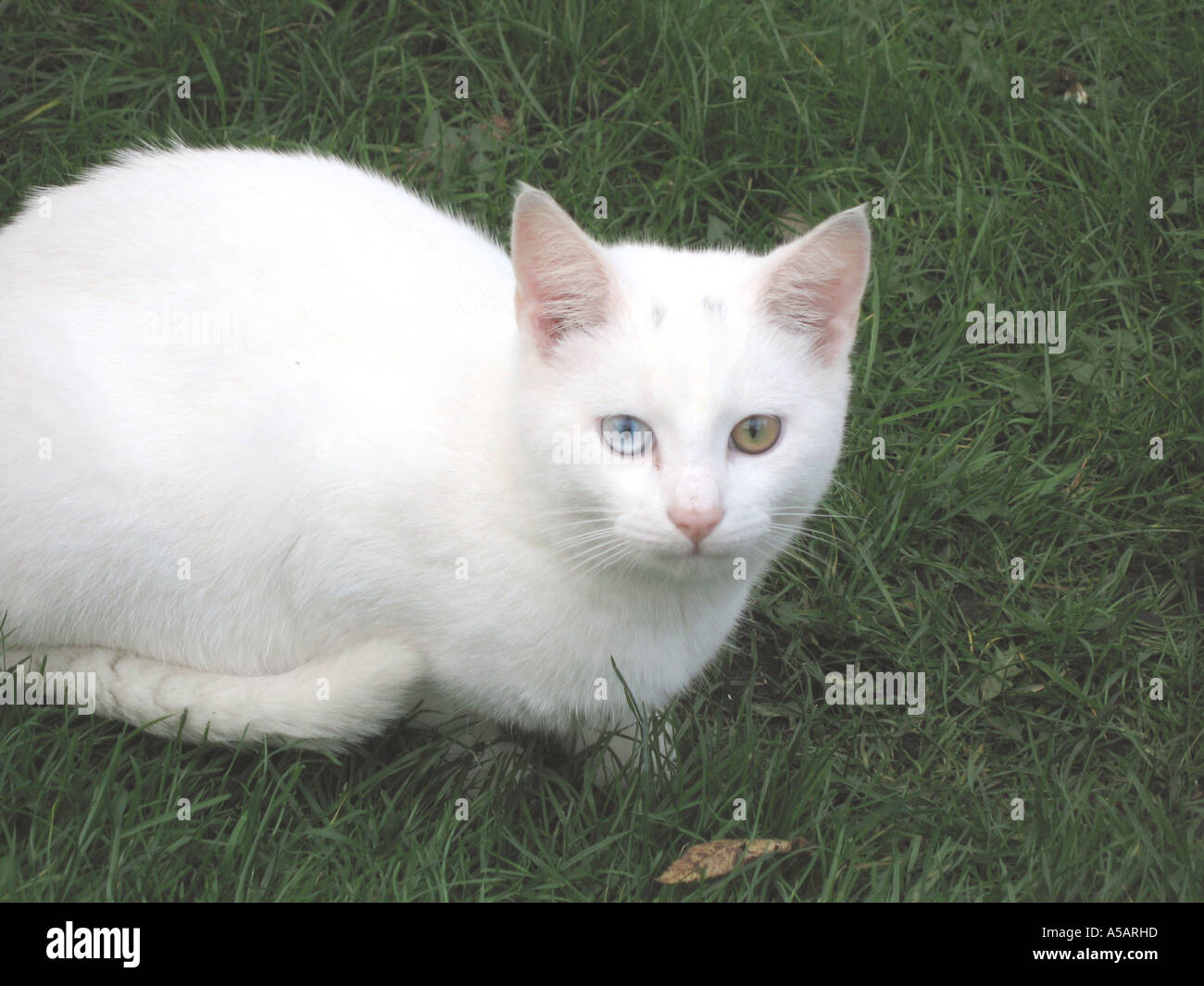 Cat of the world hi-res stock photography and images - Alamy