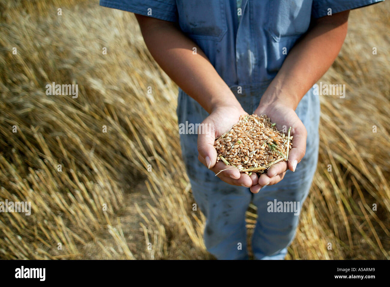 A mature man holding grains in both hands Stock Photo - Alamy