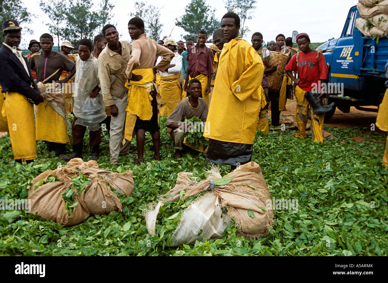 Plantation labourers hi-res stock photography and images - Alamy