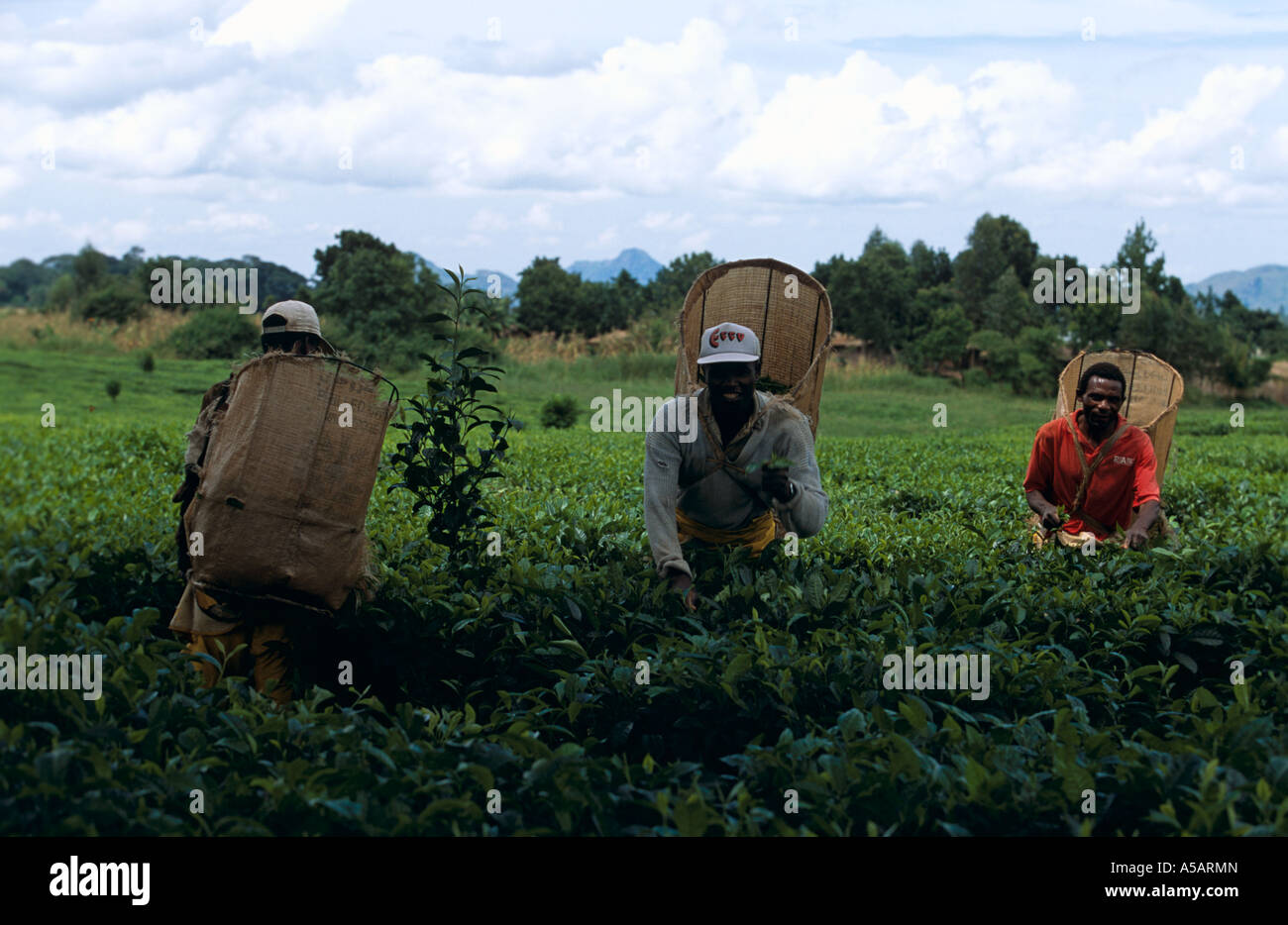 Malawi Africa Agriculture Farm Stock Photos & Malawi Africa Agriculture ...