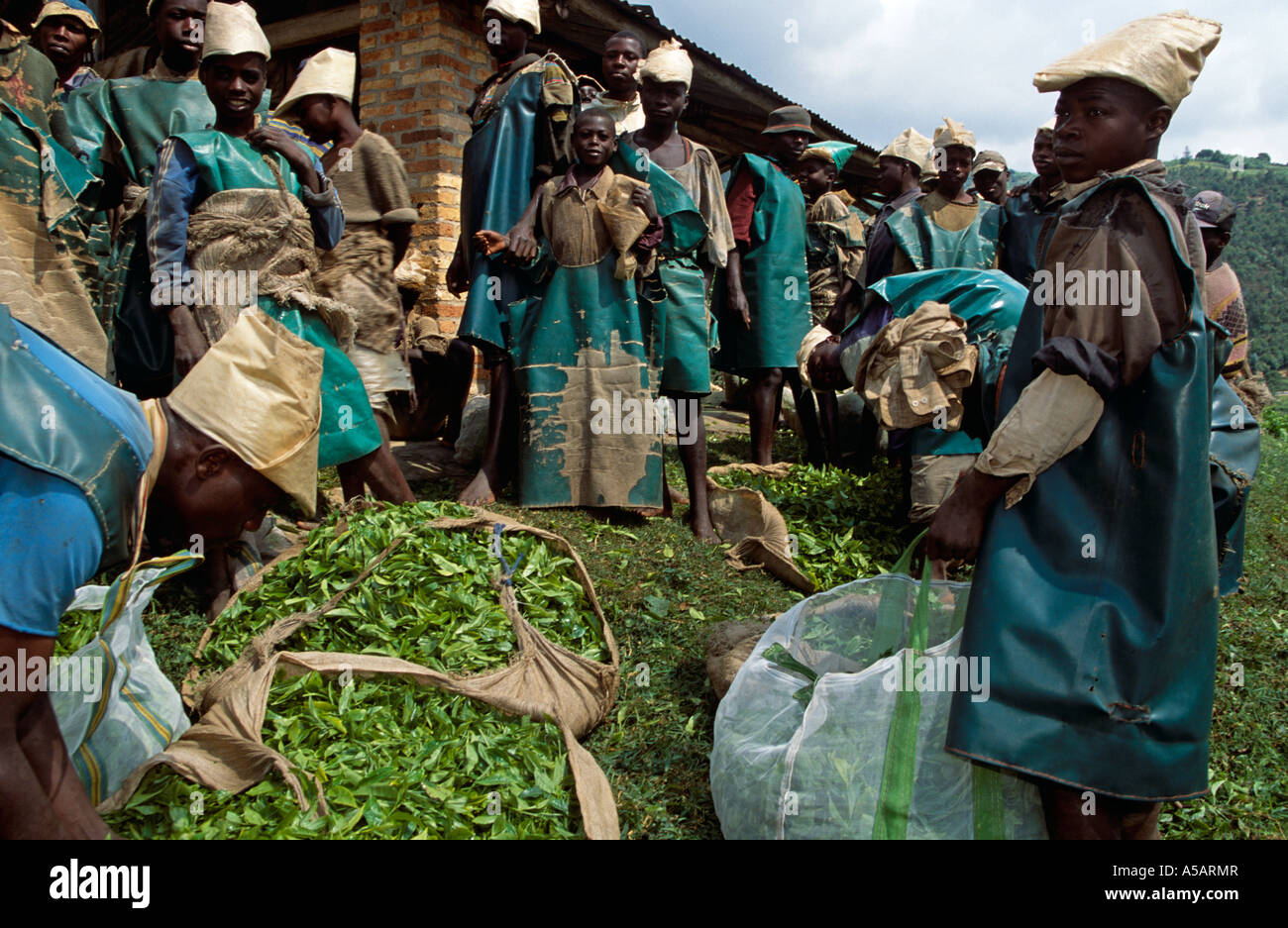 Tea pickers at tea plantation, Malawi, Africa Stock Photo - Alamy
