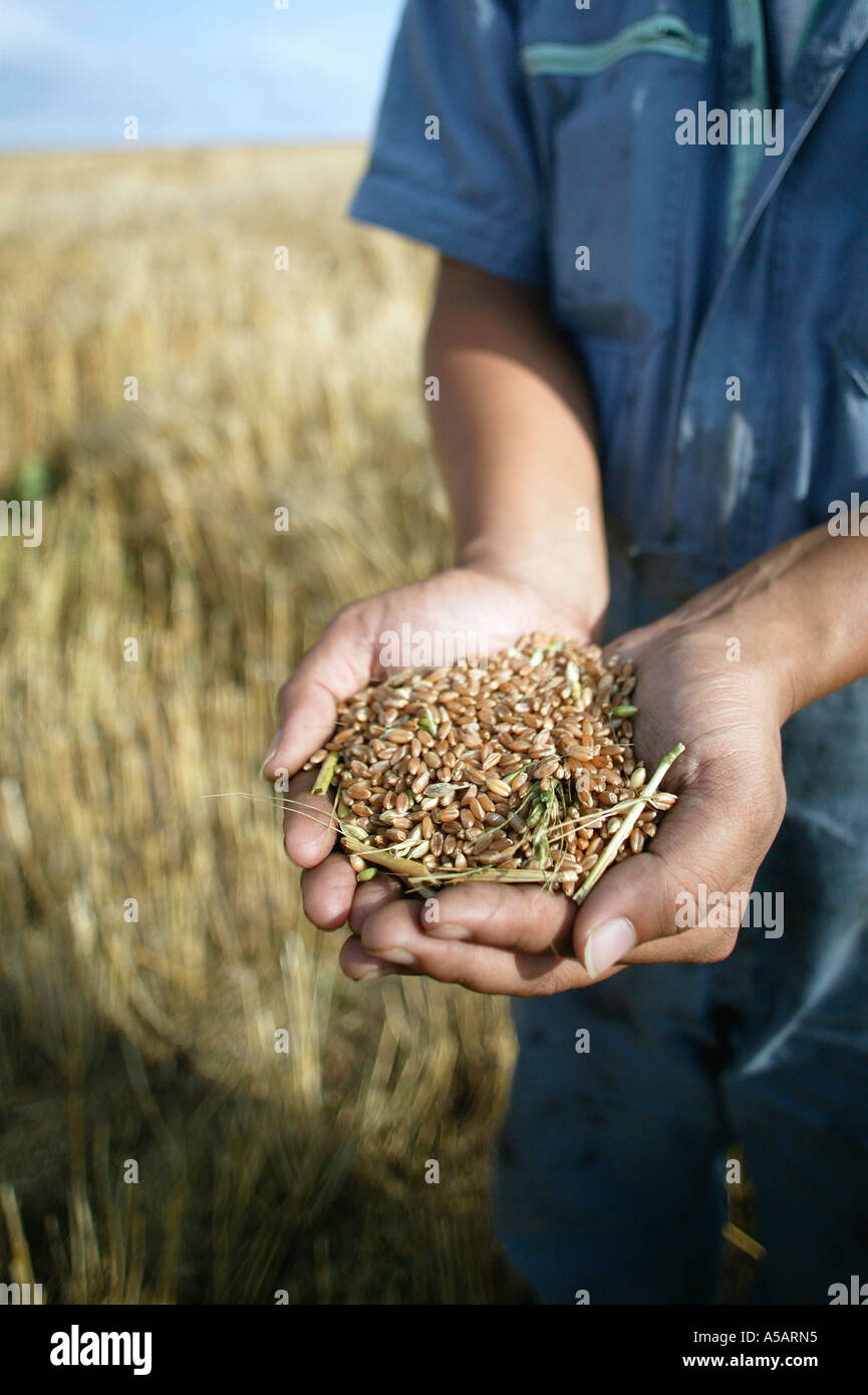 Farmer in wheat field holding grains in his hand hi-res stock ...