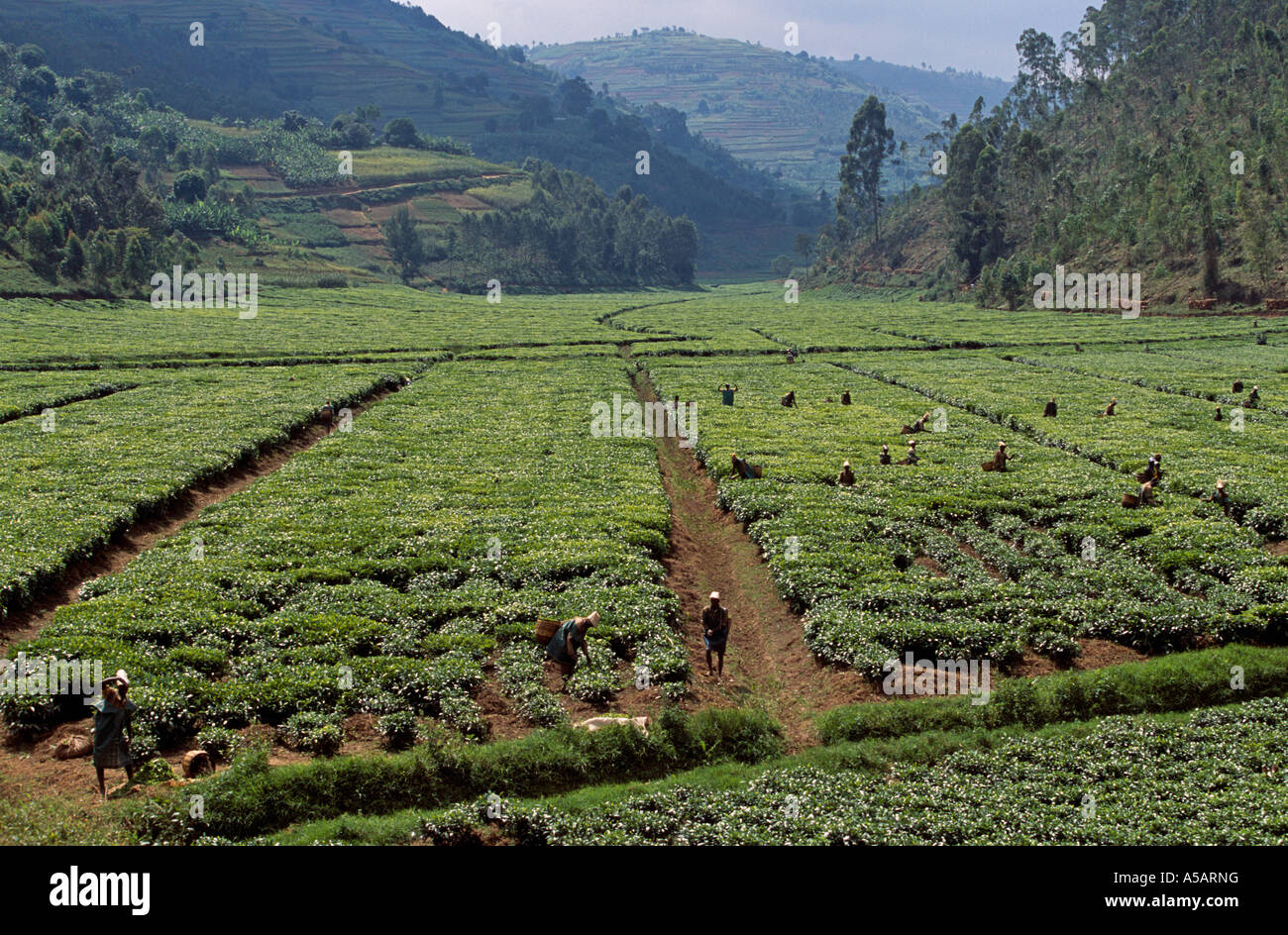Group of black african farmers hi-res stock photography and images - Alamy