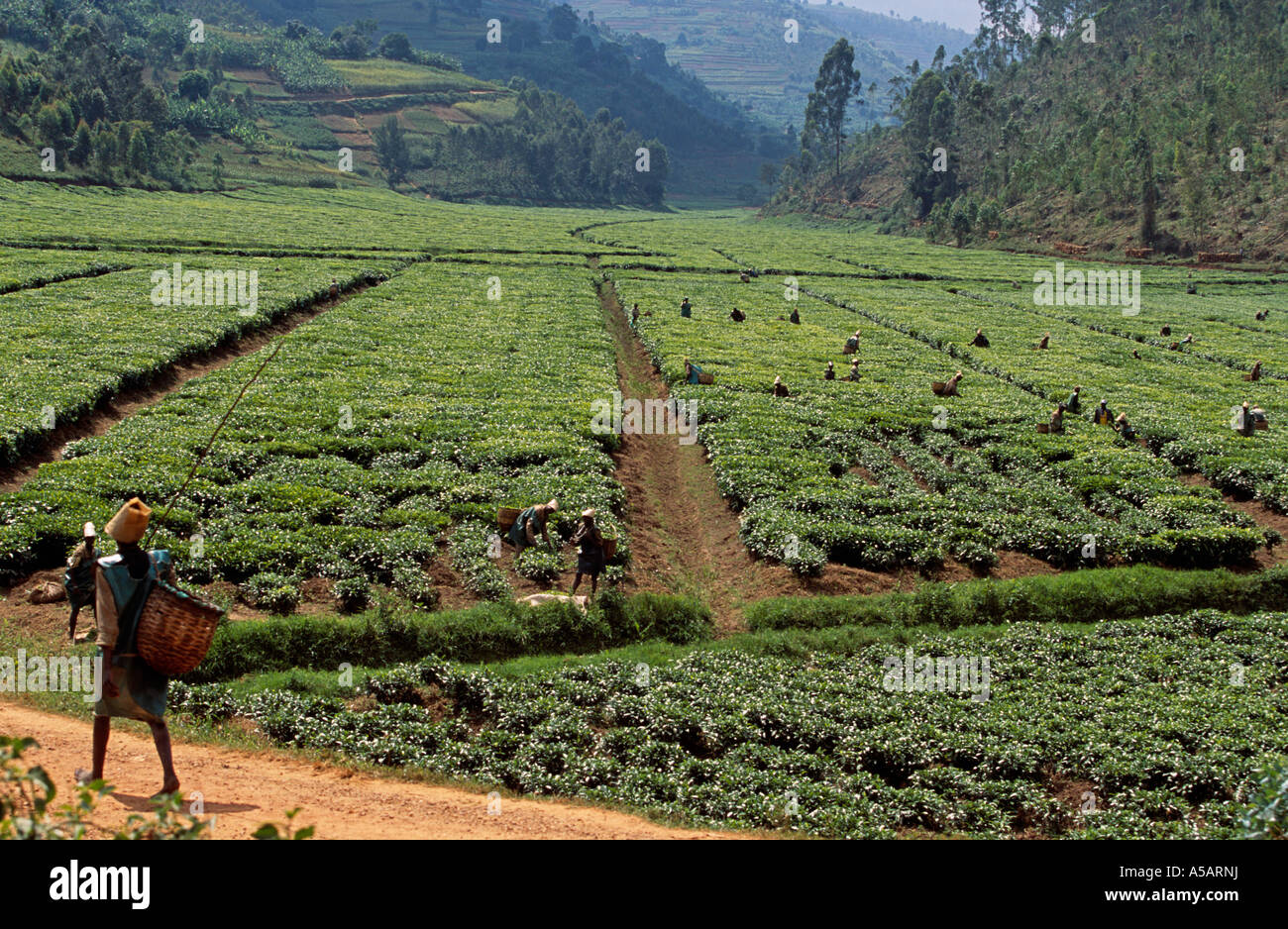 Group of workers working in tea plantation, Malawi, Africa Stock Photo ...